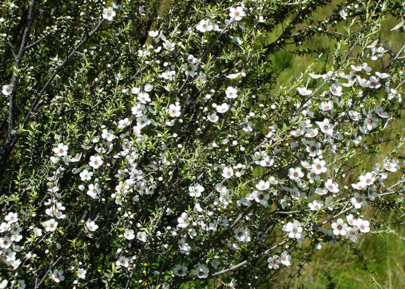 What is Manuka Honey - New Zealand Manuka Honey